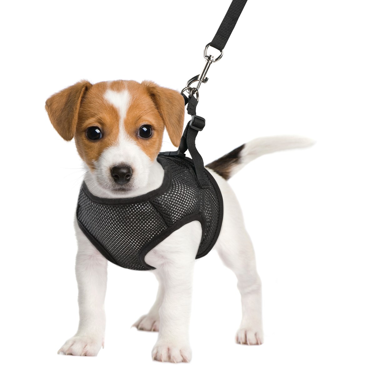 Comfy Control Mesh Dog Leash | Collections Etc.