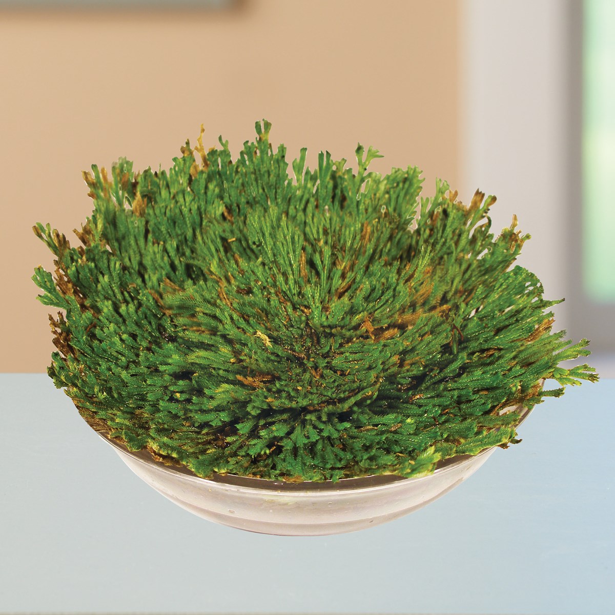 Ancient Everlasting Evergreen Resurrection Plant | Collections Etc.