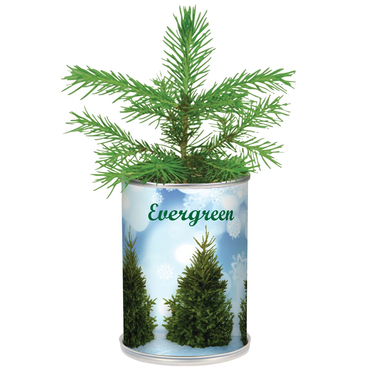 Miniature Real Evergreen Christmas Tree In a Can Plant Starter ...