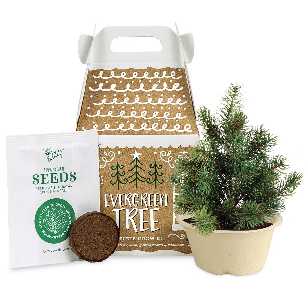 Gingerbread Box Mini Evergreen Spruce Tree Grow Kit | Collections Etc.