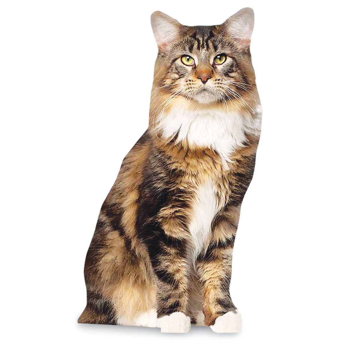 Photo-Realistic Main Coon Cat Stand-Ups, 17" H | Collections Etc.
