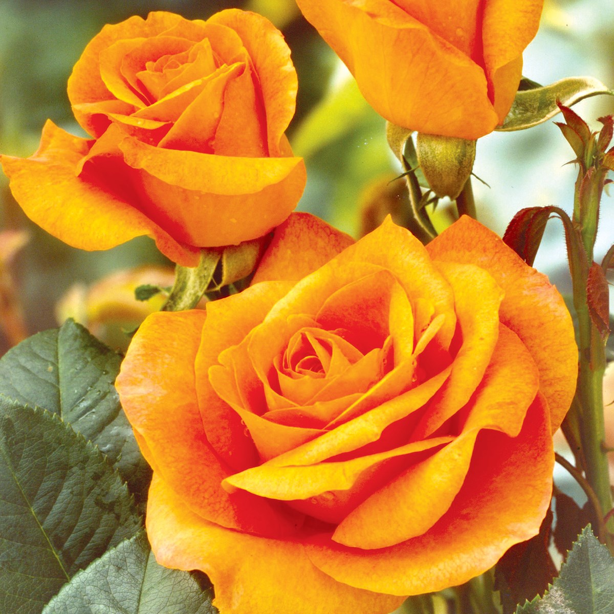 Maria Stern Sub Zero Rose | Collections Etc.