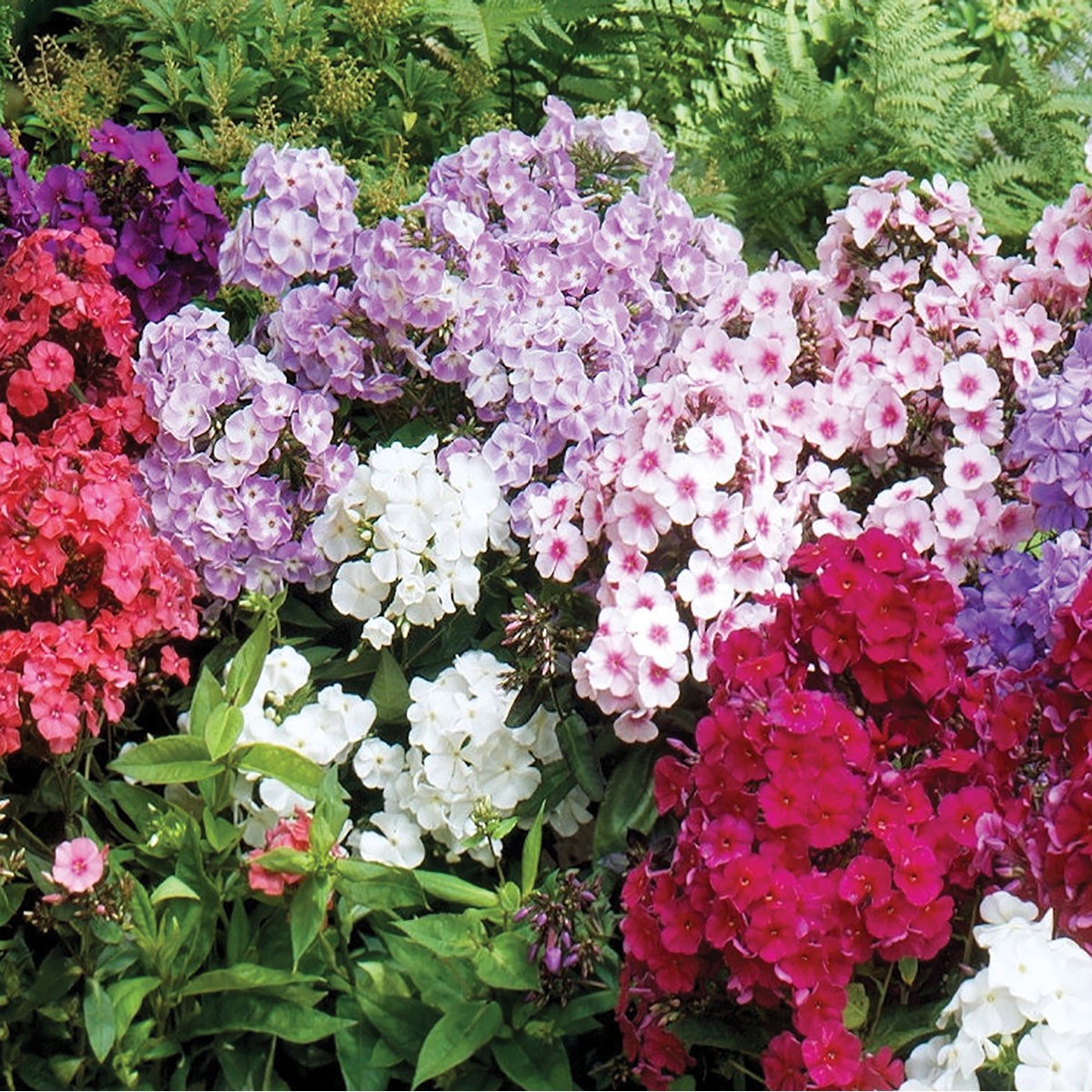 Mixed Fragrant Cluster Floret Garden Phlox | Collections Etc.