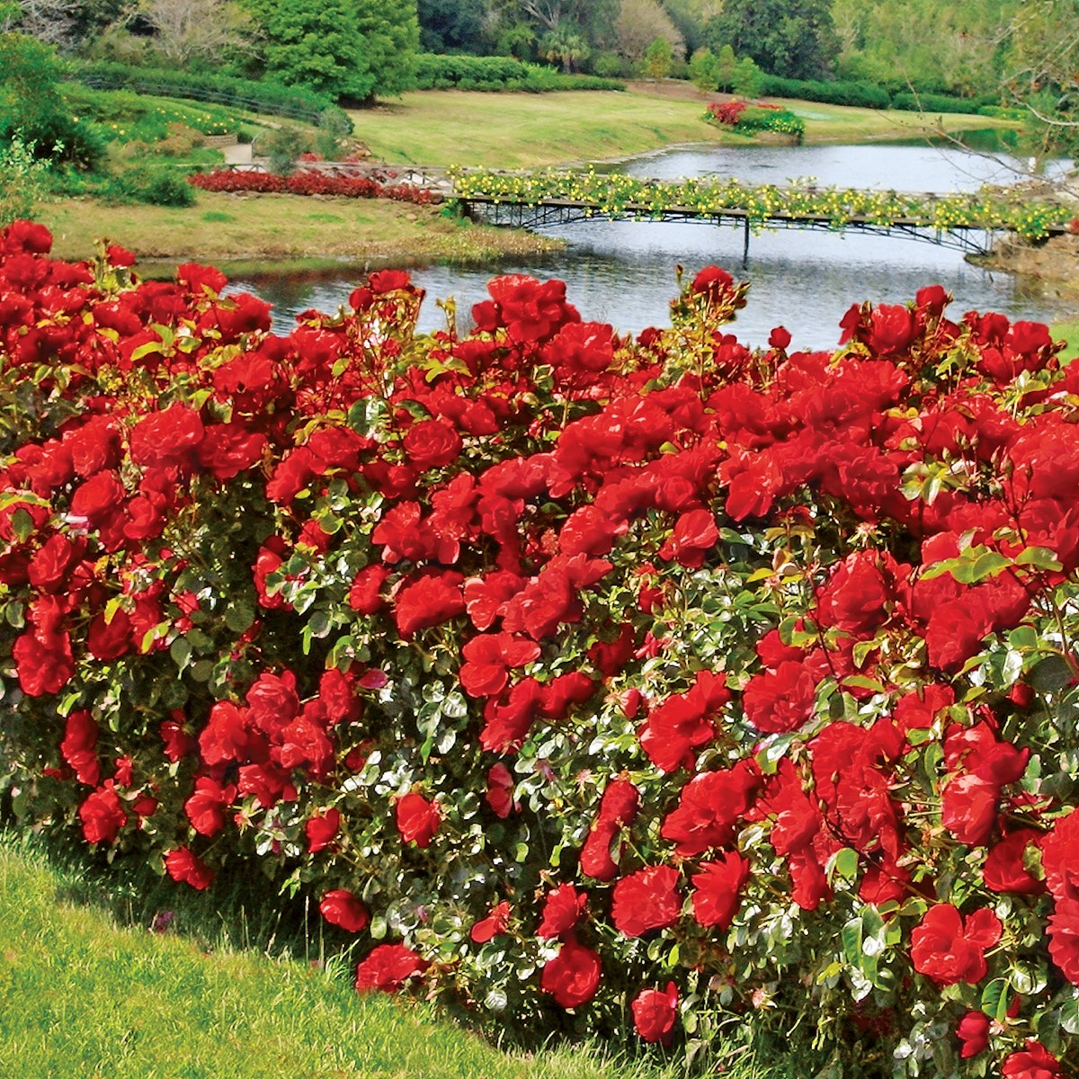 Red Freedom Rose | Collections Etc.