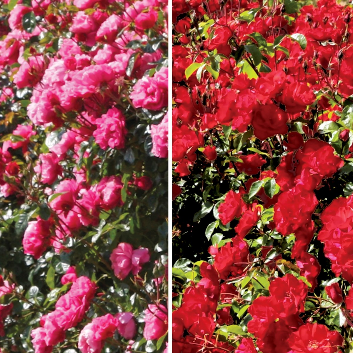 Freedom Rose Duo | Collections Etc.