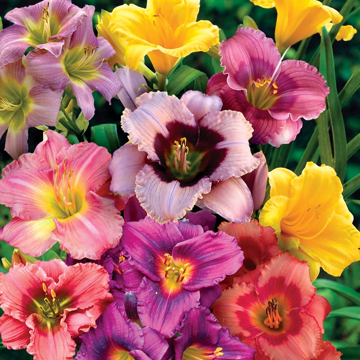 Reblooming Daylily Flower Mix | Collections Etc.