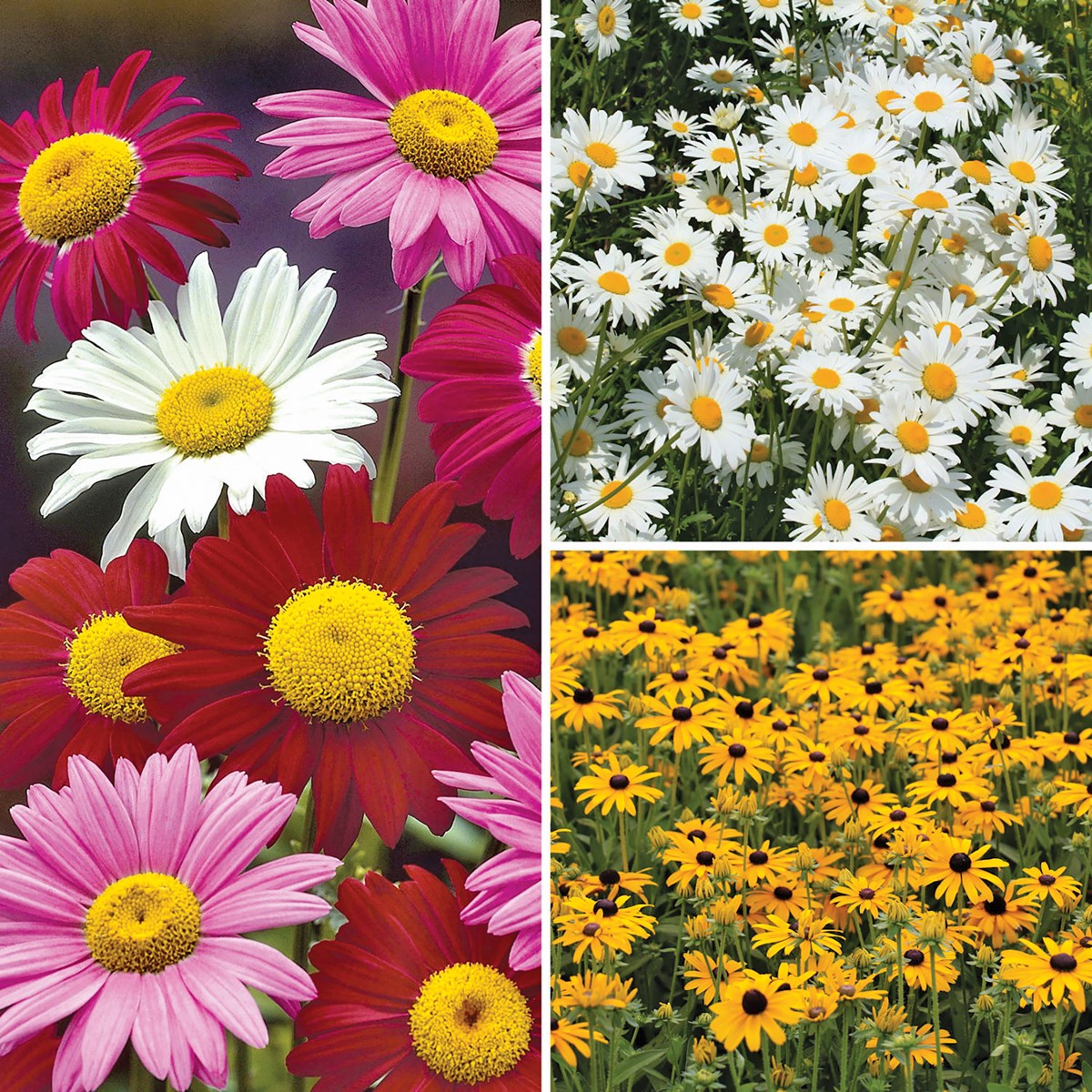 Crazy Daisies | Collections Etc.